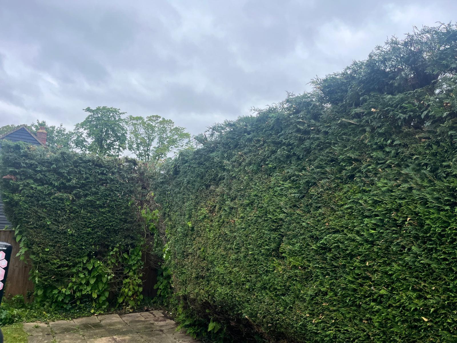 Gallery | Pinewood Tree Care Ltd